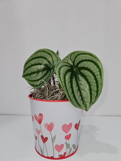 Plants – The Garden of Eden Flower Shop
