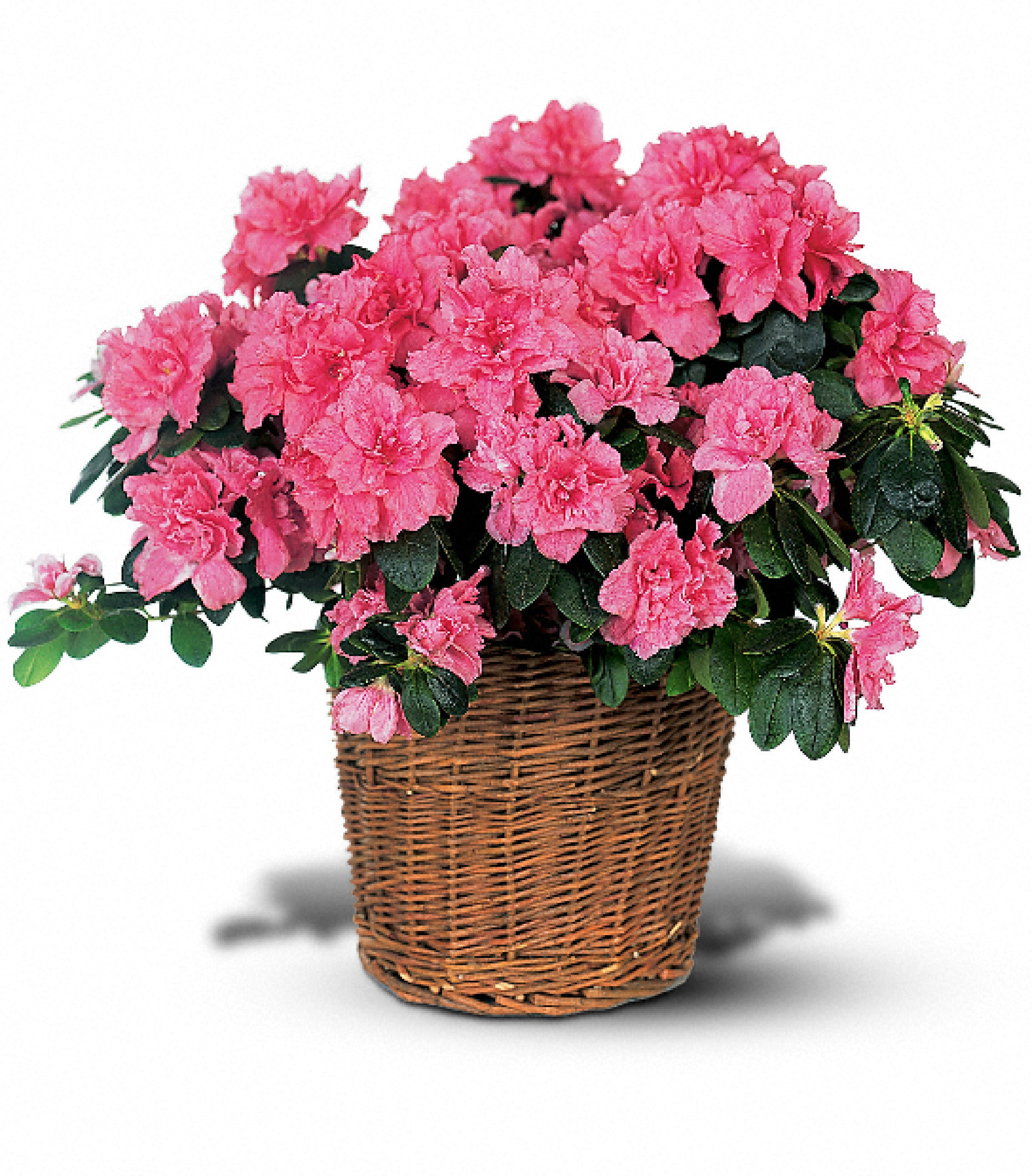 Garden of Eden Flower Shop - New Jersey Florist – The Garden of Eden ...